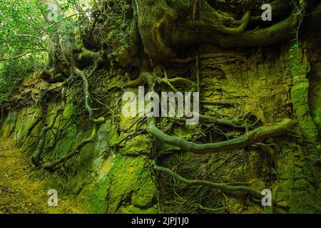 An ancient holloway called "Hell Lane" in Dorset, UK Stock Photo - Alamy