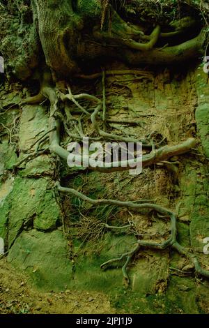 An ancient holloway called "Hell Lane" in Dorset, UK Stock Photo - Alamy