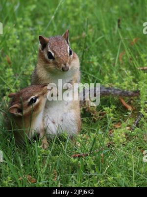 Cute chipmunks active in the forest Stock Photo - Alamy
