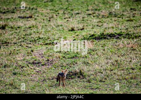 Jackals are canids native to Africa and Eurasia. While the word "jackal ...