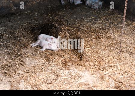 Freshly born baby pigs at a farm Stock Photo - Alamy