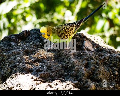 Salzburg, Austria. 5th Aug, 2022. A yellow-green parrot seen on a stone ...