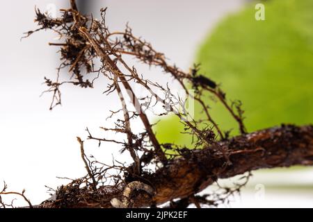 A closeup of the roots of a tree sapling and macro details Stock Photo ...
