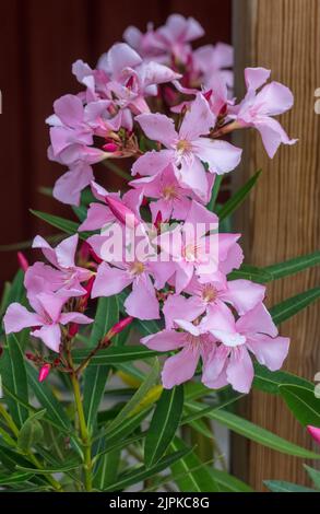 Oleander, Nerium oleander, Nerium indicum tree Stock Photo - Alamy