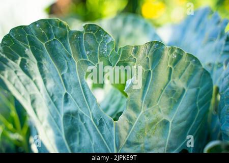 Whiteflies gnawed a heart-shaped hole in a white cabbage leaf. Insect ...
