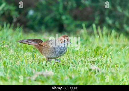 A medium-sized, ground-dwelling thrushlike Australian bird with short ...