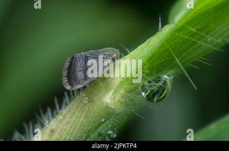 the dark blue scolypopa australis leafhopper Stock Photo - Alamy