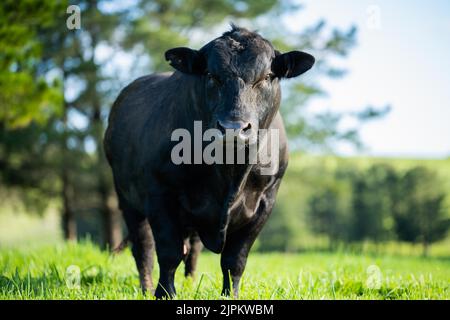 Stud wagyu bull, Beef cattle and cows in Australia Stock Photo - Alamy