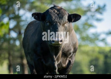 Stud wagyu bull, Beef cattle and cows in Australia Stock Photo - Alamy