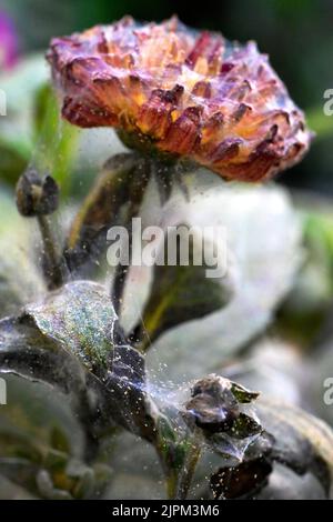 Pests, spider mites, on a Dahlia flower Photo: Janerik Henriksson / TT ...