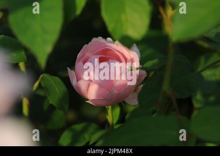 Sharifa Asma Shell Pink Shrub Rose David Austin Stock Photo - Alamy