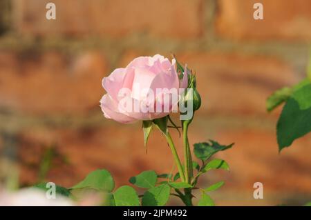 Sharifa Asma Shell Pink Shrub Rose David Austin Stock Photo - Alamy