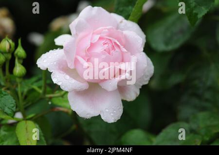 Sharifa Asma Shell Pink Shrub Rose David Austin Stock Photo - Alamy