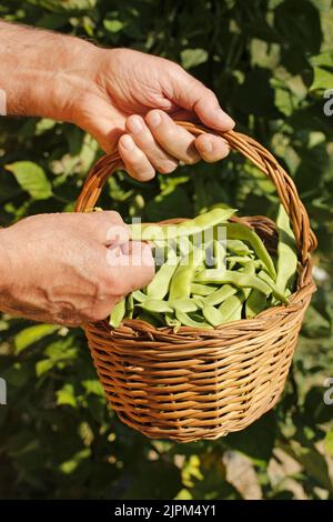 Picking french beans Stock Photo - Alamy