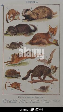 A history of British mammals Stock Photo - Alamy