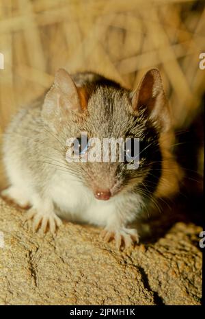 Yellow-footed Antechinus (Antechinus flavipes Stock Photo - Alamy