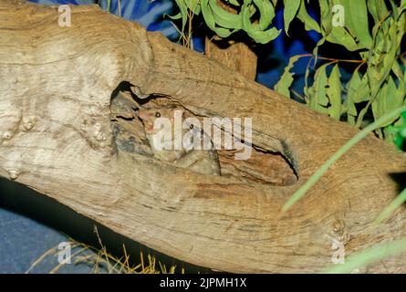 The northern quoll (Dasyurus hallucatus), also known as the northern ...