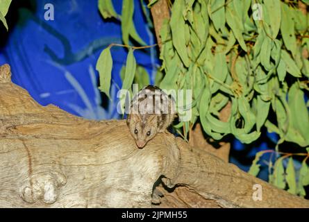 The northern quoll (Dasyurus hallucatus), also known as the northern ...