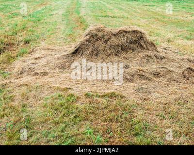 scattered hay bale on mowed meadow after summer rain Stock Photo - Alamy