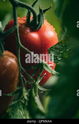big red tomato close up Stock Photo - Alamy