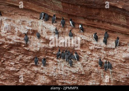 Trottellumme / Uria aalge / Common Guillemot Stock Photo - Alamy
