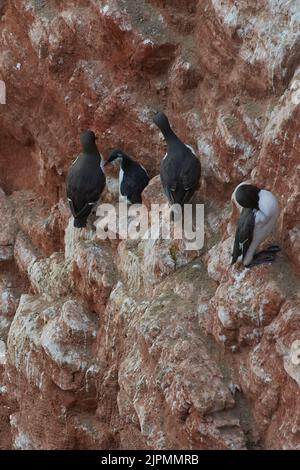 Lummensprung, common murre, common guillemot, Trottellumme, Uria aalge ...
