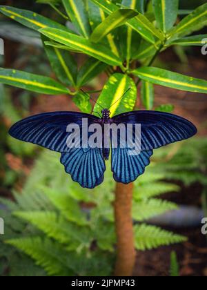 A closeup shot of the great Mormon (Papilio memnon) butterfly sitting ...