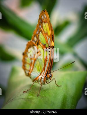 Macro shot of a beautiful malachite butterfly on green leaves Stock ...