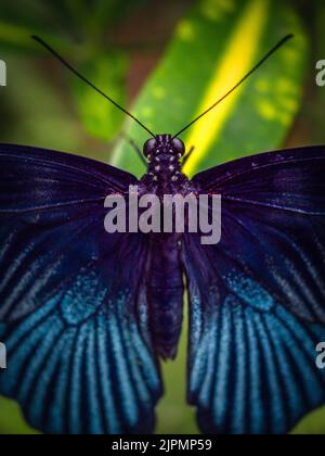 A closeup shot of the great Mormon (Papilio memnon) butterfly sitting ...