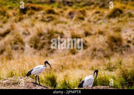 African sacred ibis The Sacred Ibis is widespread and common in Africa ...