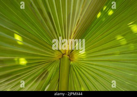 Borassus palm, doub palm, great fan palm, lontar palm, ron palm, tala ...