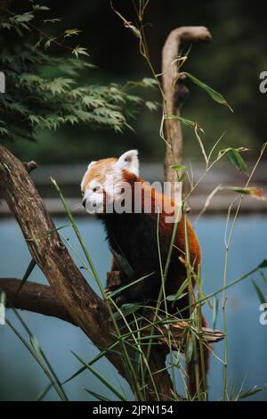 A red panda perching on tree trunk and looking towards Stock Photo - Alamy