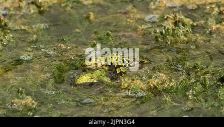 The two green Edible frogs mating in the shallow pond Stock Photo - Alamy