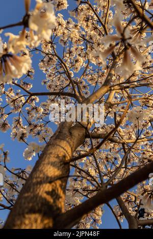 Goiânia, Goias, Brazil – August 18, 2022: Detail of a flowering white ...