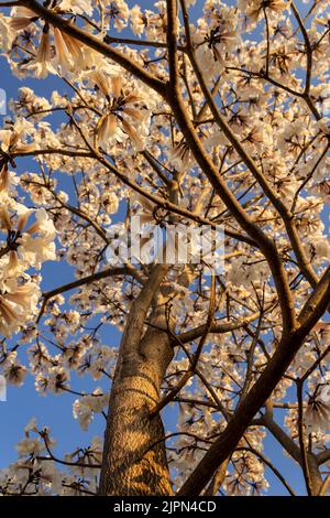 Goiânia, Goias, Brazil – August 18, 2022: Detail of a flowering white ...