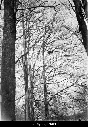 Fågelbo, Kaja Corvus Monedula in Vellinge Church Tower May 5, 1905 ...