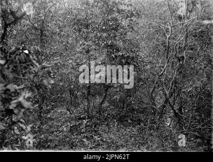 Boplats for Song Trast, Turdus Musicus, May 24, 1913 Boplats för ...