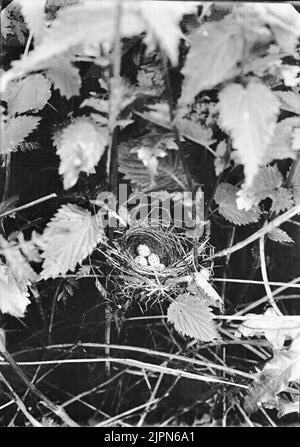 Stay by marsh singers, accipe phalustris. 28/6 1934 Bo av kärrsångare ...