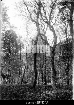 Residence for larger woodpecker (Picus Major) May 11, 1919 Boplats för ...