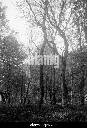 Residence of larger woodpecker (Picus Major) Boplats av Större ...