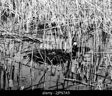 Podiceps Rubricollis, Red -necked Dopping, Bara, Skåne 1923,. Concern ...
