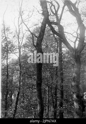 Residence for larger woodpecker (Picus Major) May 11, 1919 Boplats för ...