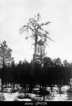 Biotop for Picus Medius, bopped it by storm truncated the little tree ...