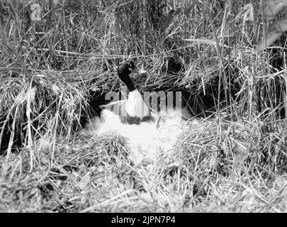 Gravand in the estate Gravand i boet Stock Photo - Alamy