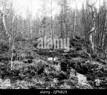 Residence for crane Boplats för trana Stock Photo - Alamy