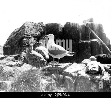Gray -gauge, Larus Argentatus, old with year -old Gråtrut, Larus ...