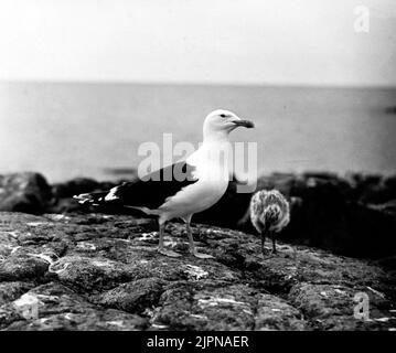 Sea thrust, Larus marinus, with young Havstrut, Larus Marinus, med unge ...