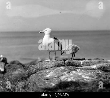 Sea thrust, Larus marinus, with young Havstrut, Larus Marinus, med unge ...