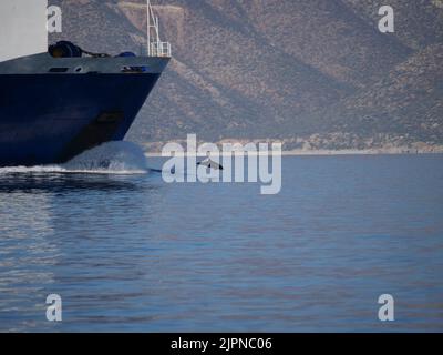 dolphin swimming in front of oil tanker ship Stock Photo - Alamy