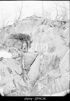 Residence for king eagle (hunting falcon) Boplats för kungsörn ...